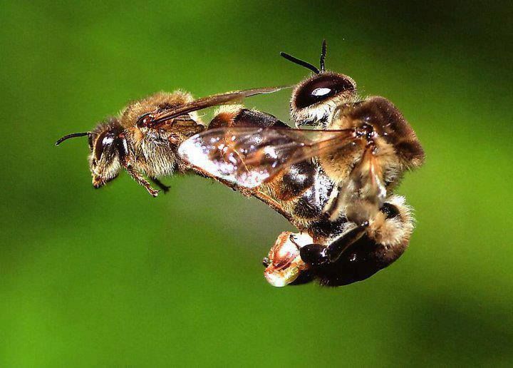Queen Honey Bee Mating
