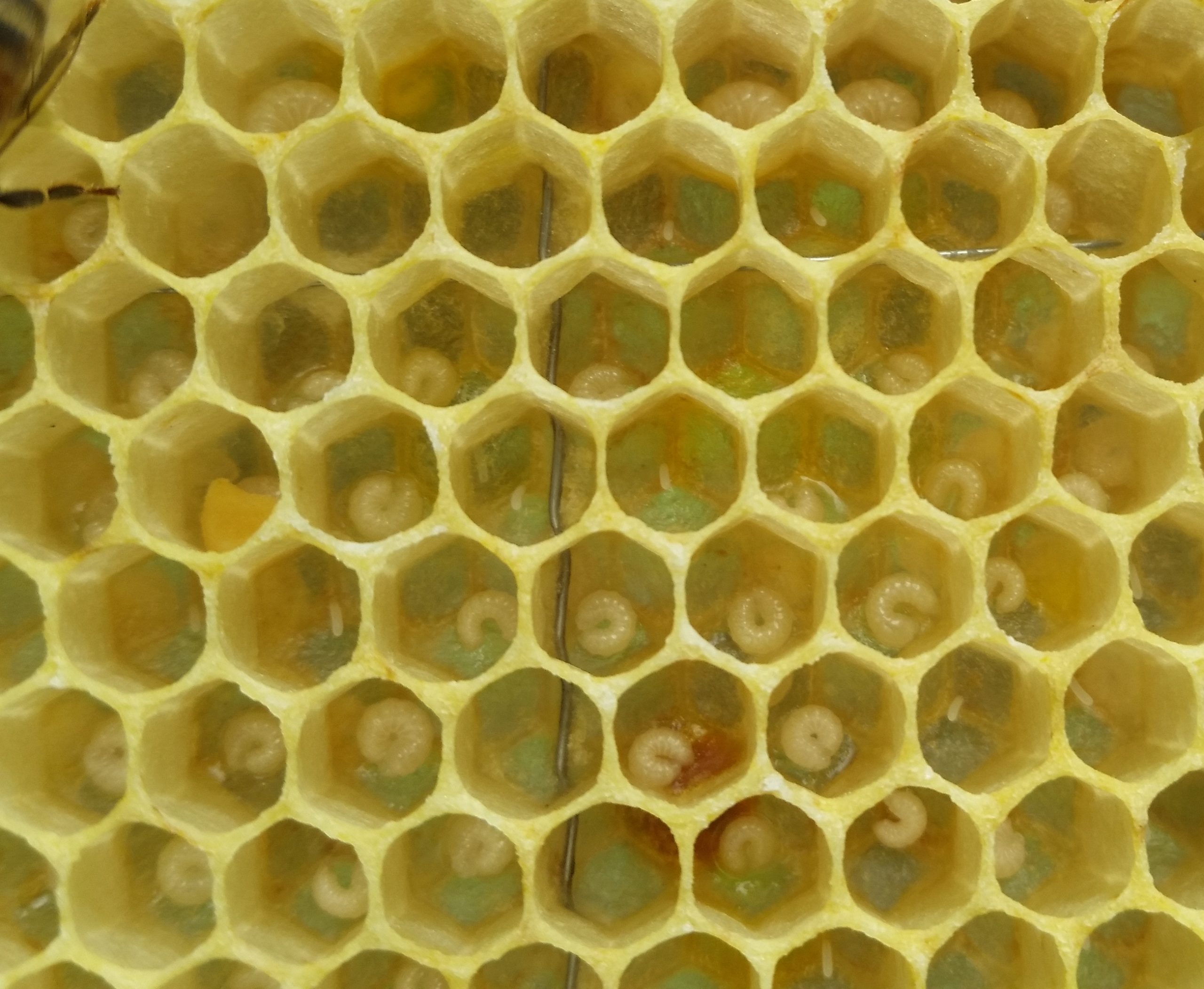 Wet Brood & Dry Brood | Eversweet Apiaries