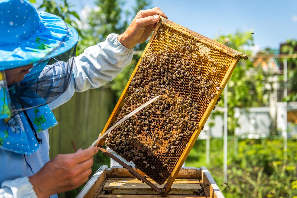 Beekeeping Supplies | Eversweet Apiaries