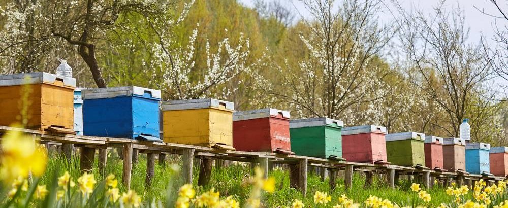 Beekeeping Supplies | Eversweet Apiaries