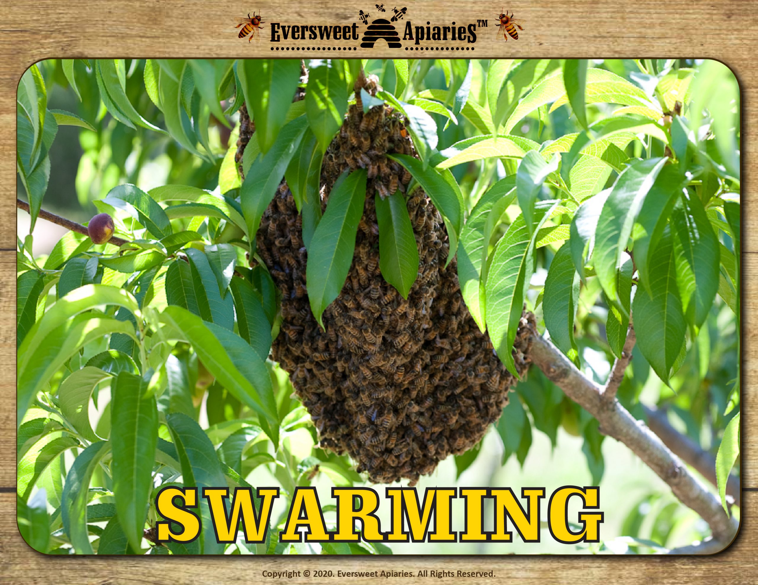 Beekeeping Supplies | Eversweet Apiaries
