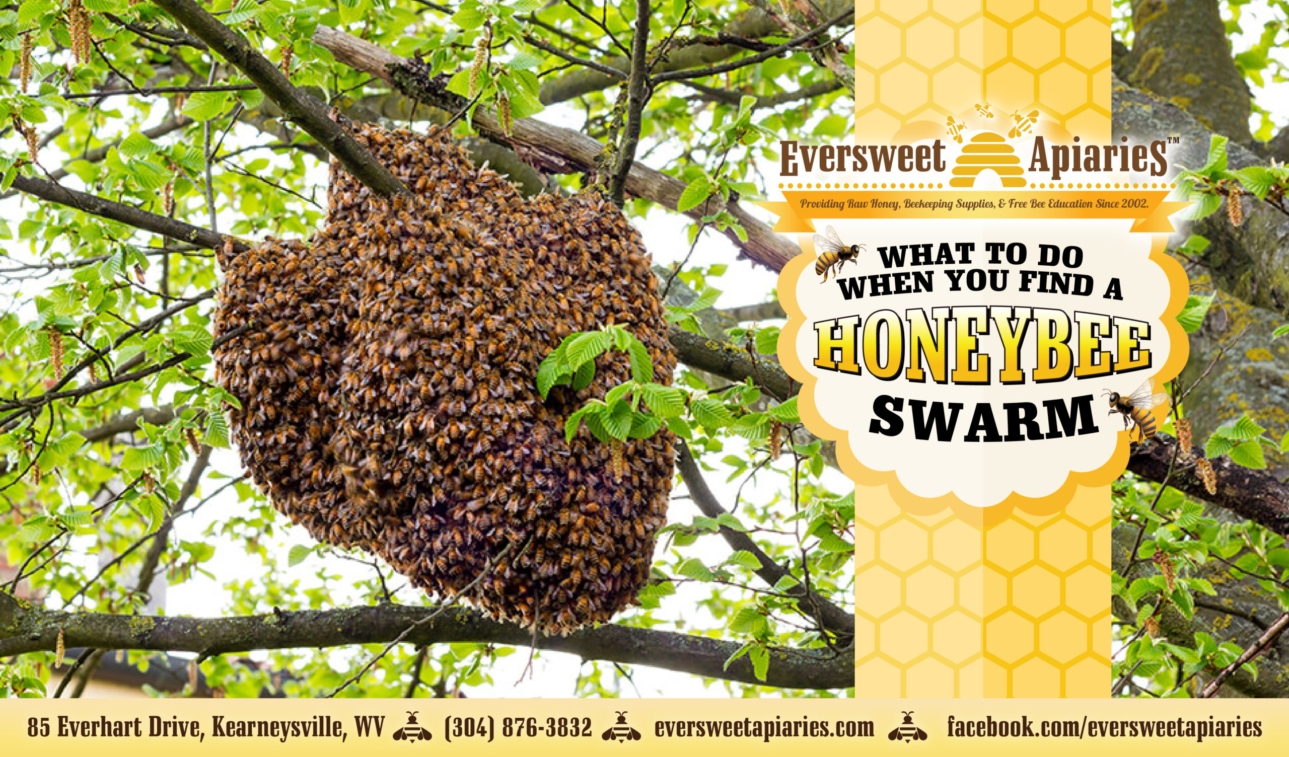 Swarm Removal | Eversweet Apiaries
